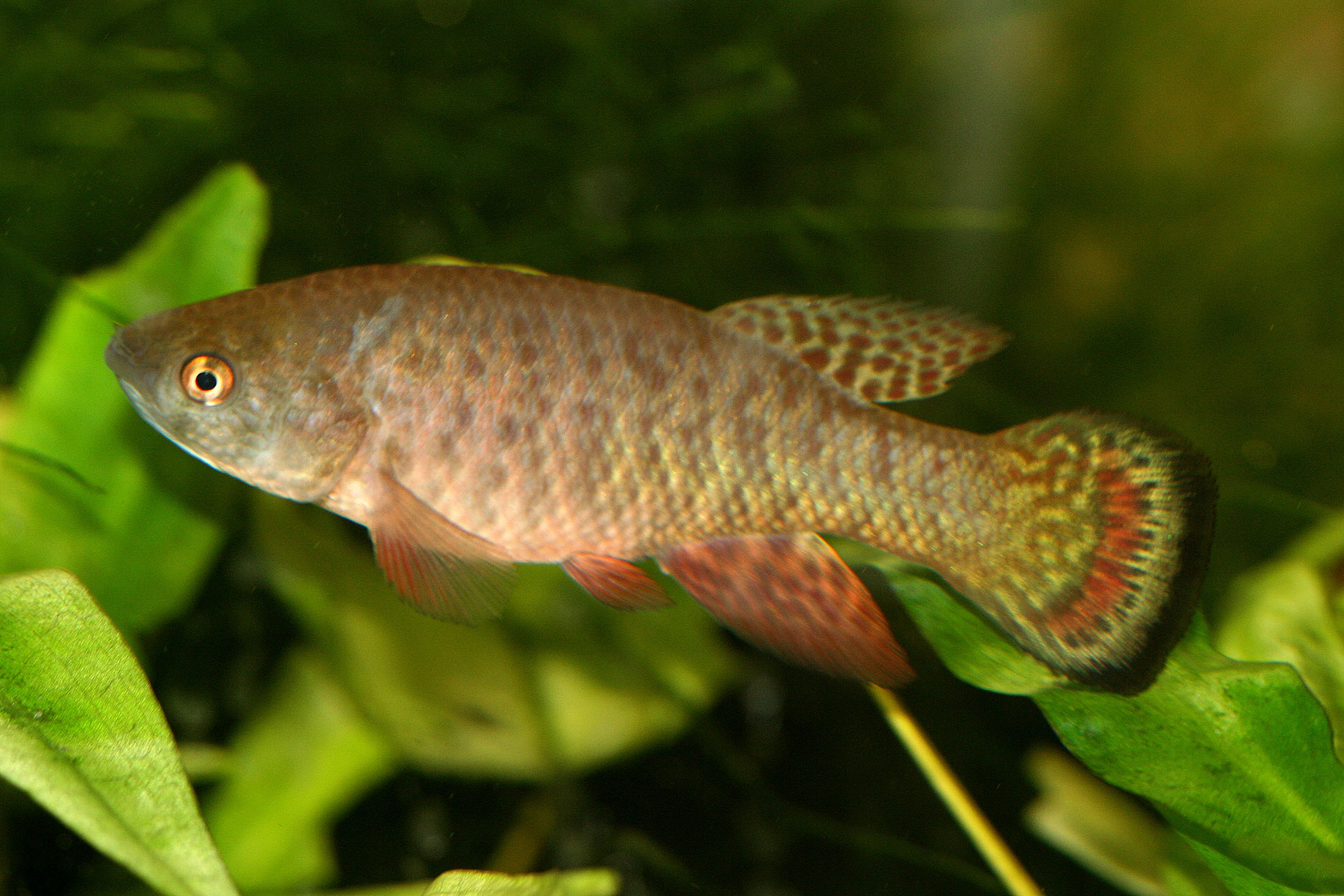 (Rivulidae) СЕМЕЙСТВО РИВУЛОВЫЕ (Rivulines) 31 род 344 вида